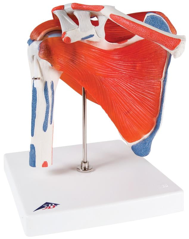 3B Scientific Anatomical Model - shoulder joint with rotator cuff ...
