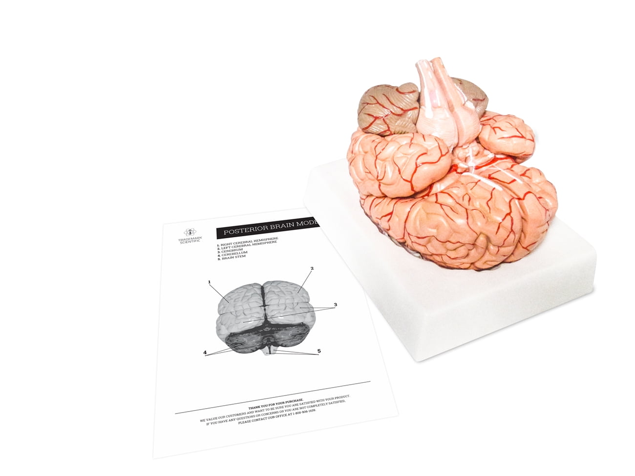 3D Anatomy Brain Model for Teaching by Trademark Scientific - Walmart.com