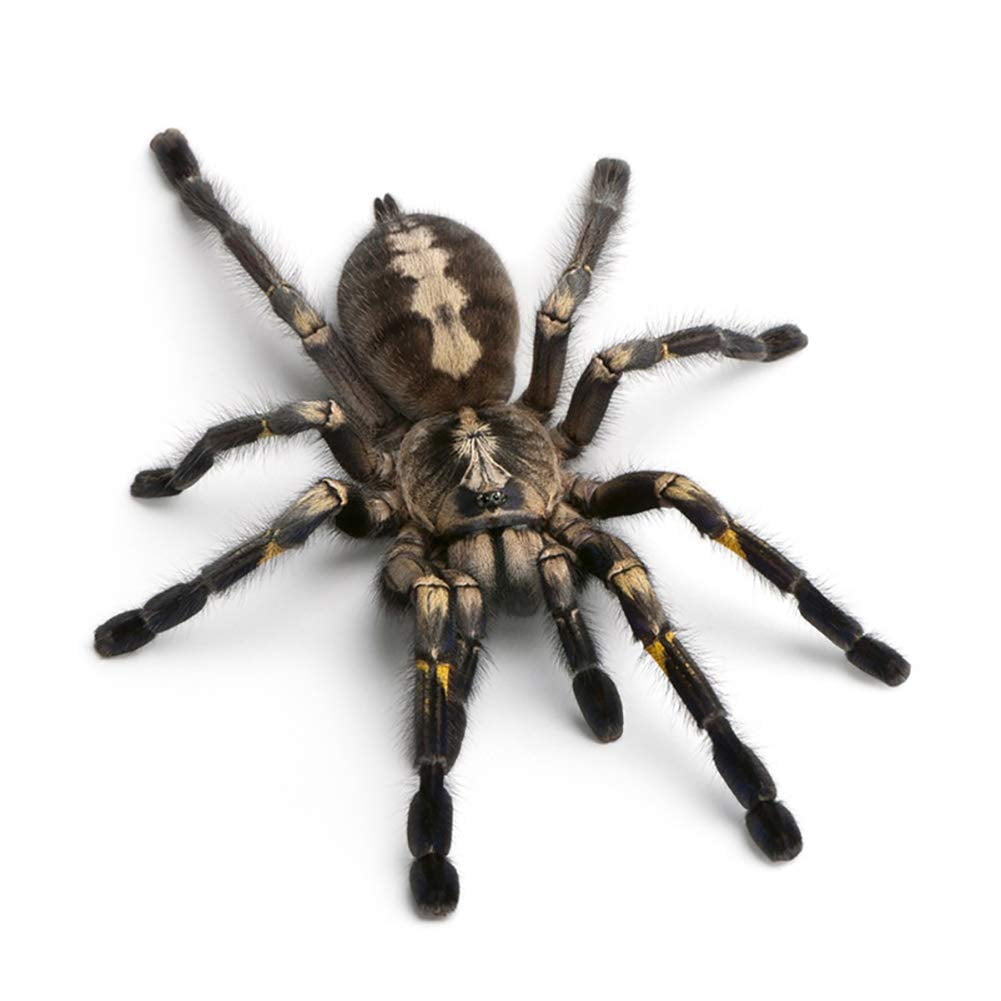 3D Car Sticker Animals Bumper Spider Gecko Scorpions Car-styling Abarth ...