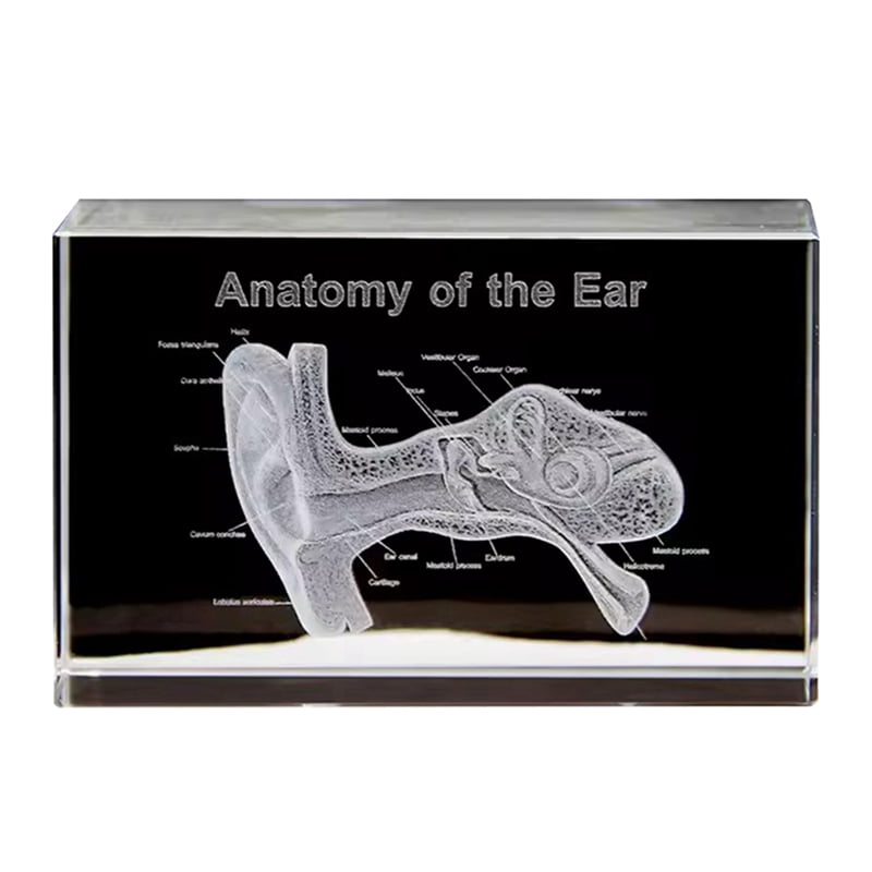 3D Ear Organ Model Crystal Cube Otology Science Gifts Crystal Glass ...