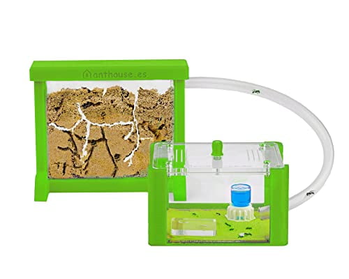 3D Green Sand Ant Hill- Basic Kit | Sandwich (4.72 x 3.94 x 0.39 in ...
