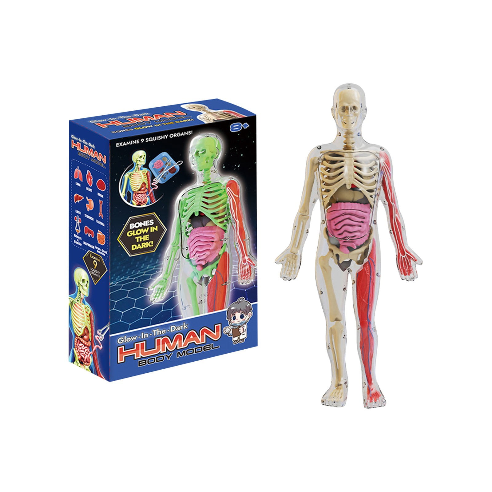 3D Human Anatomy Glow-in-the-Dark Model Kit with Squishy Organs and ...