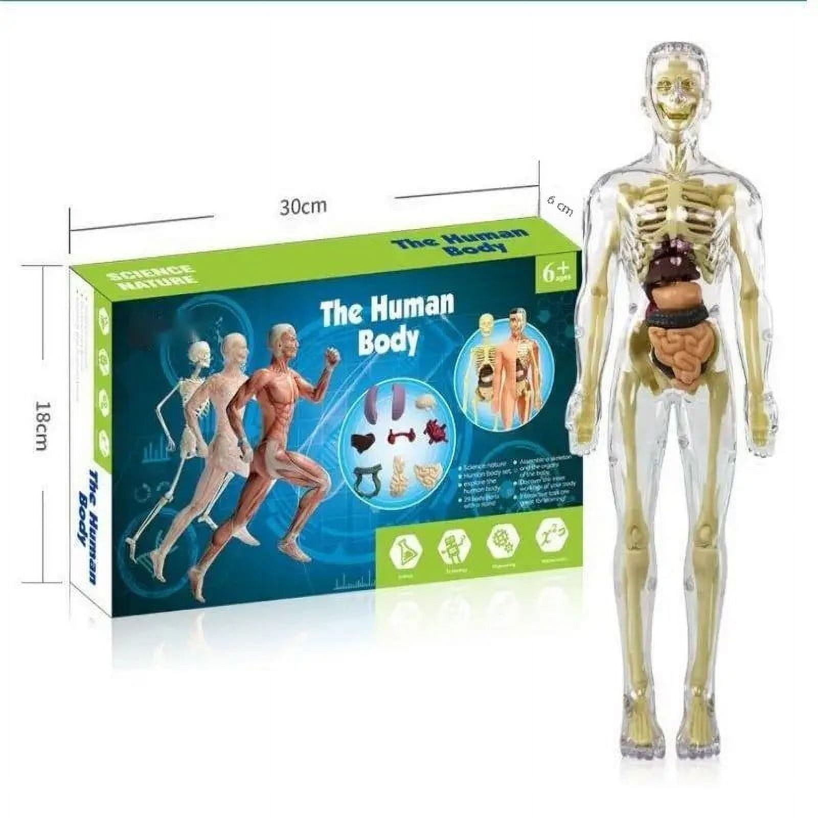 3D Human Body Model for Kids Anatomical Skeleton DIY Craft Model of ...