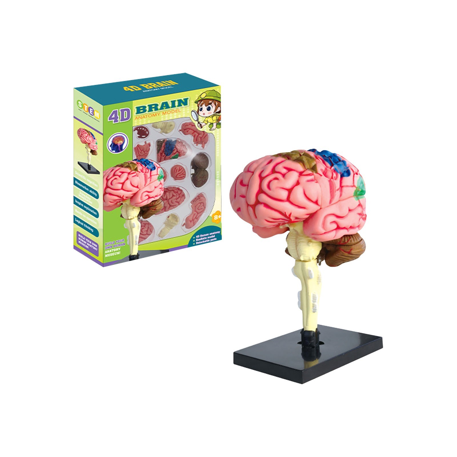 3D Human Brain Model with 32 Removable Parts – Educational Anatomy Kit ...