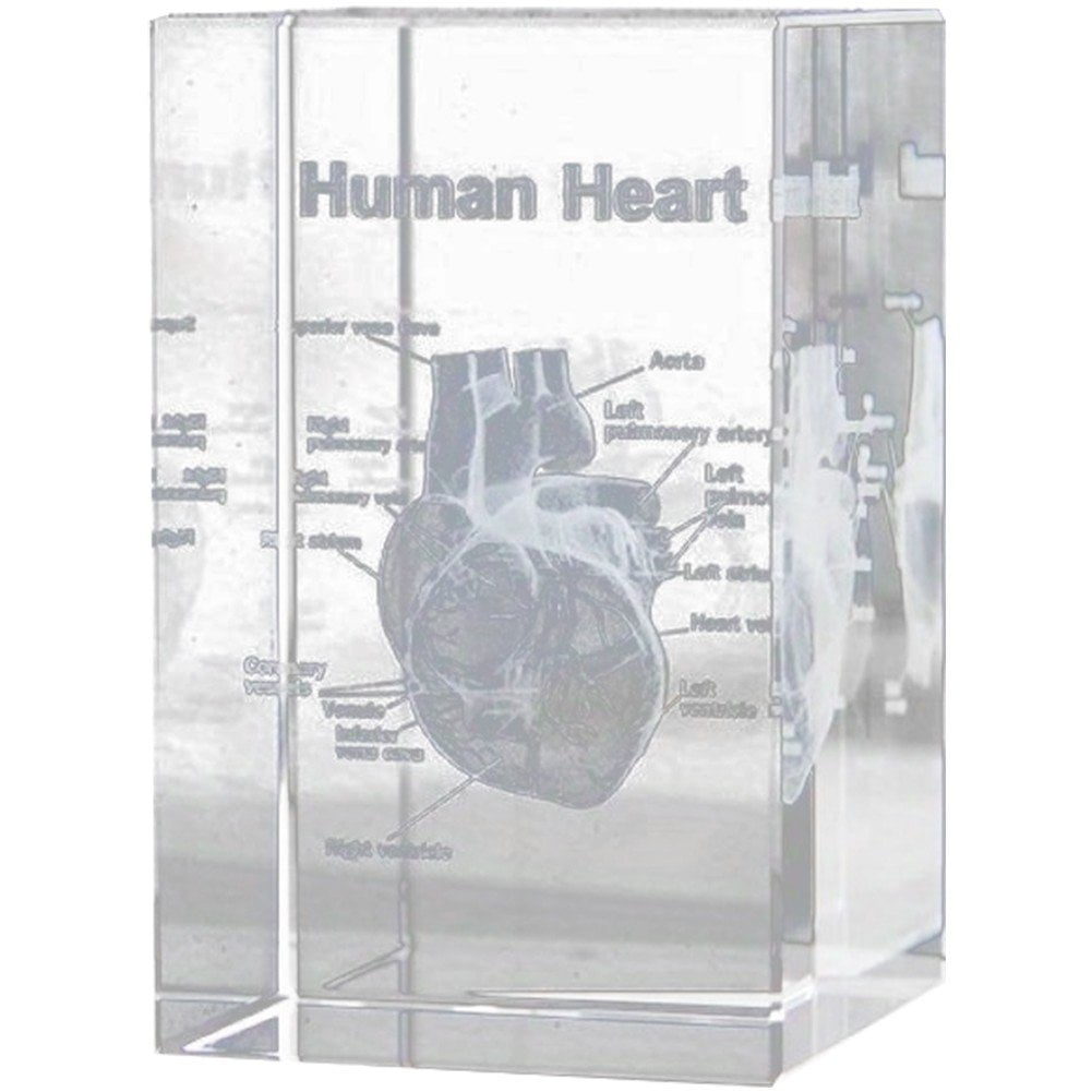 3D Human Heart Anatomical Model Paperweight(Laser Etched) in Crystal ...
