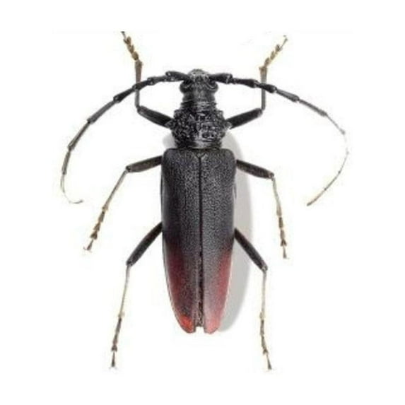 3D Insect Car Stickers Dragon Fly Decals Car Vinyl For Car NEW Decal ...