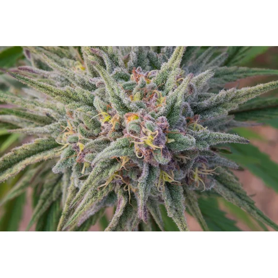 3D LENTICULAR CANNABIS IMAGE POSTER PICTURE / MARIJUANA- GRAND DADDY ...