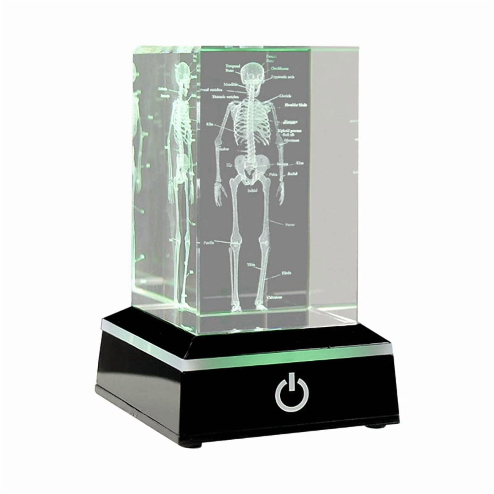 3D Laser Engraved Human Skeletal Crystal Cube Figurines, Medical ...