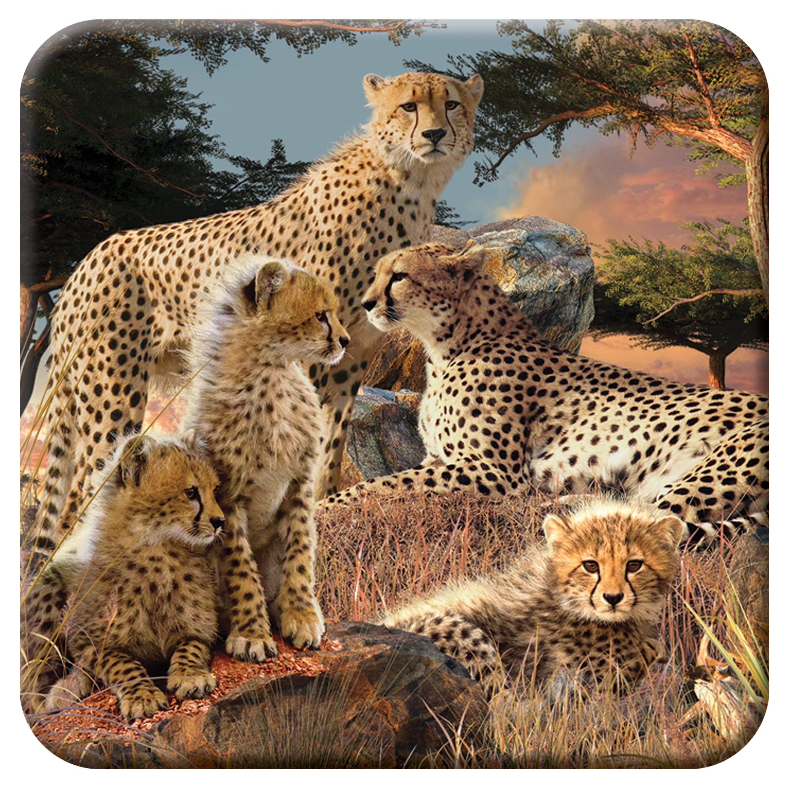 3D LiveLife Cork Coaster Cheetah Clan by Deluxebase – Lenticular 3D ...