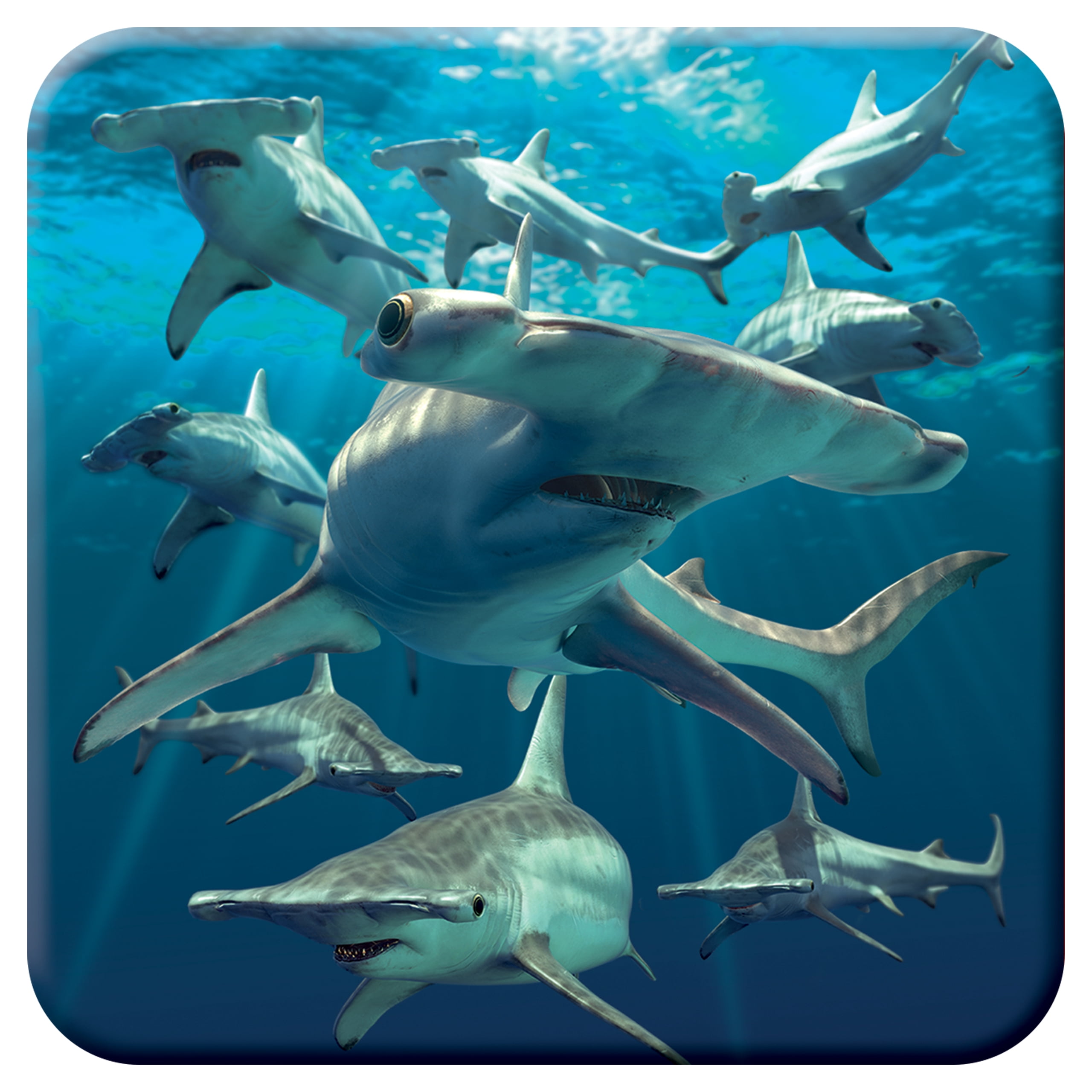 3D LiveLife Cork Coaster - Hammerhead Sharks from Deluxebase ...