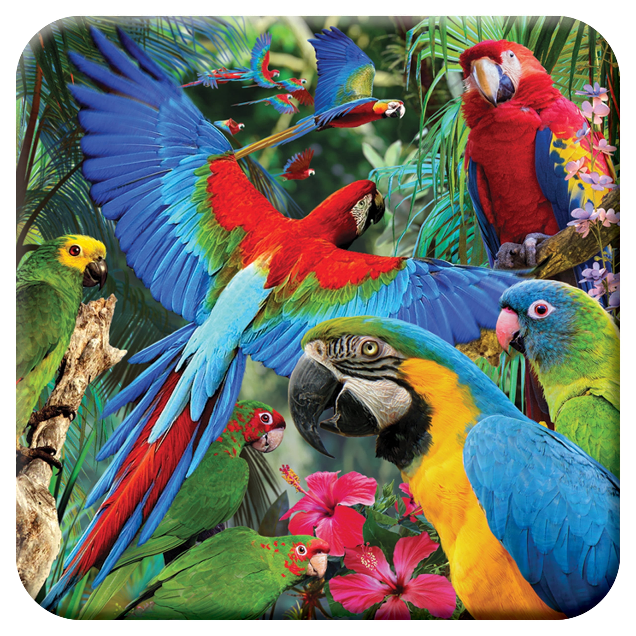 3D LiveLife Parrot Pandemonia Cork Coaster by Deluxebase – Non-Slip, 3D ...
