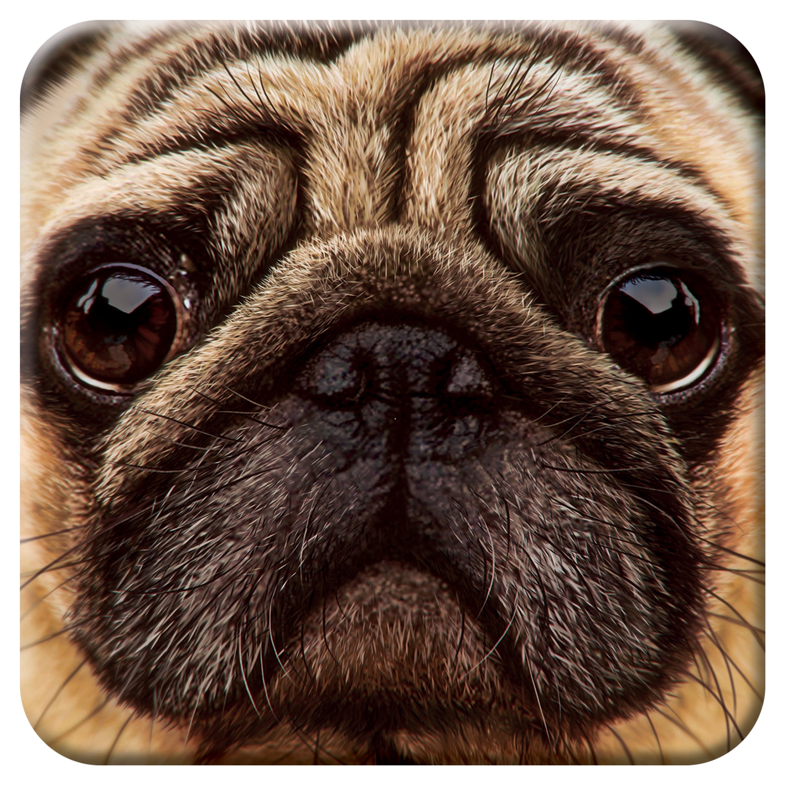 3D LiveLife Cork Coaster - Pug from Deluxebase. Lenticular 3D Dog ...