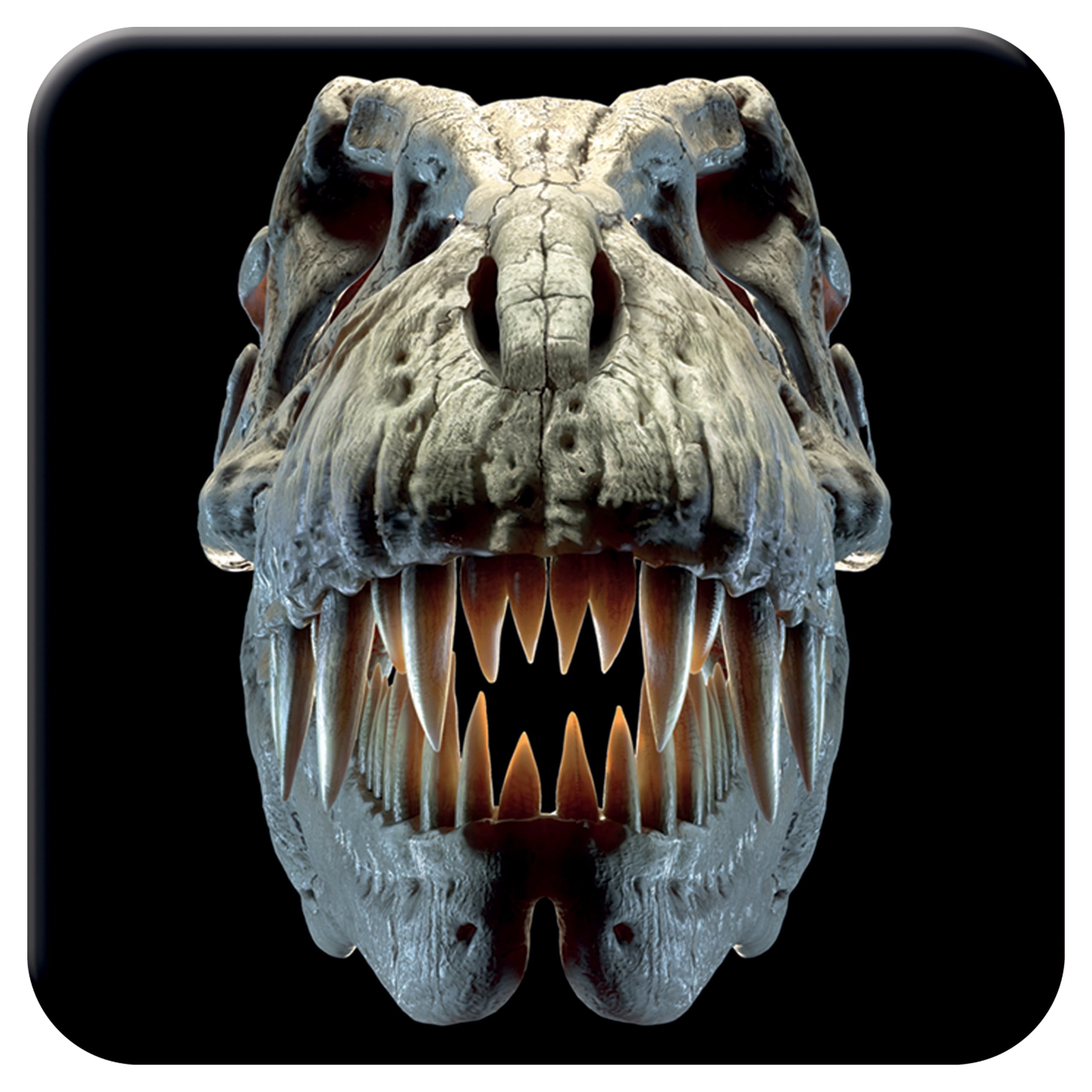 3D LiveLife Cork Coaster - T-Rex Skull from Deluxebase. Lenticular 3D ...