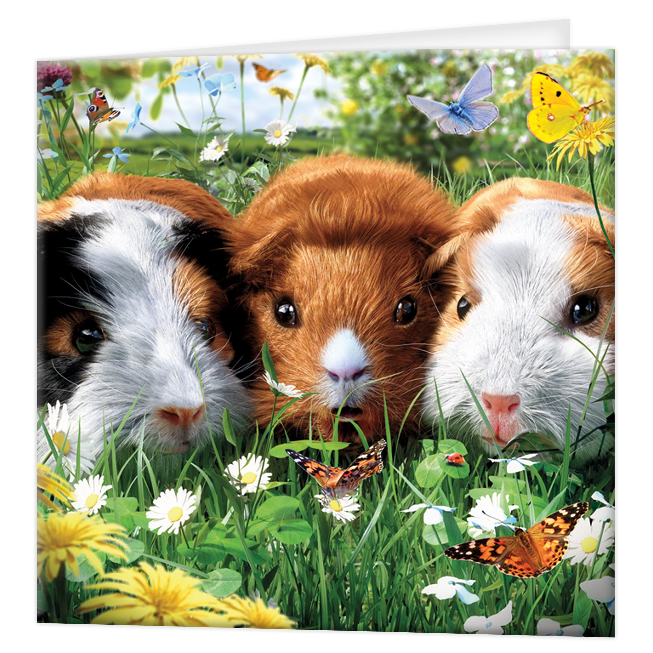 3D LiveLife Greeting Card Guinea Pigs by Deluxebase. Colourful 3D Card ...