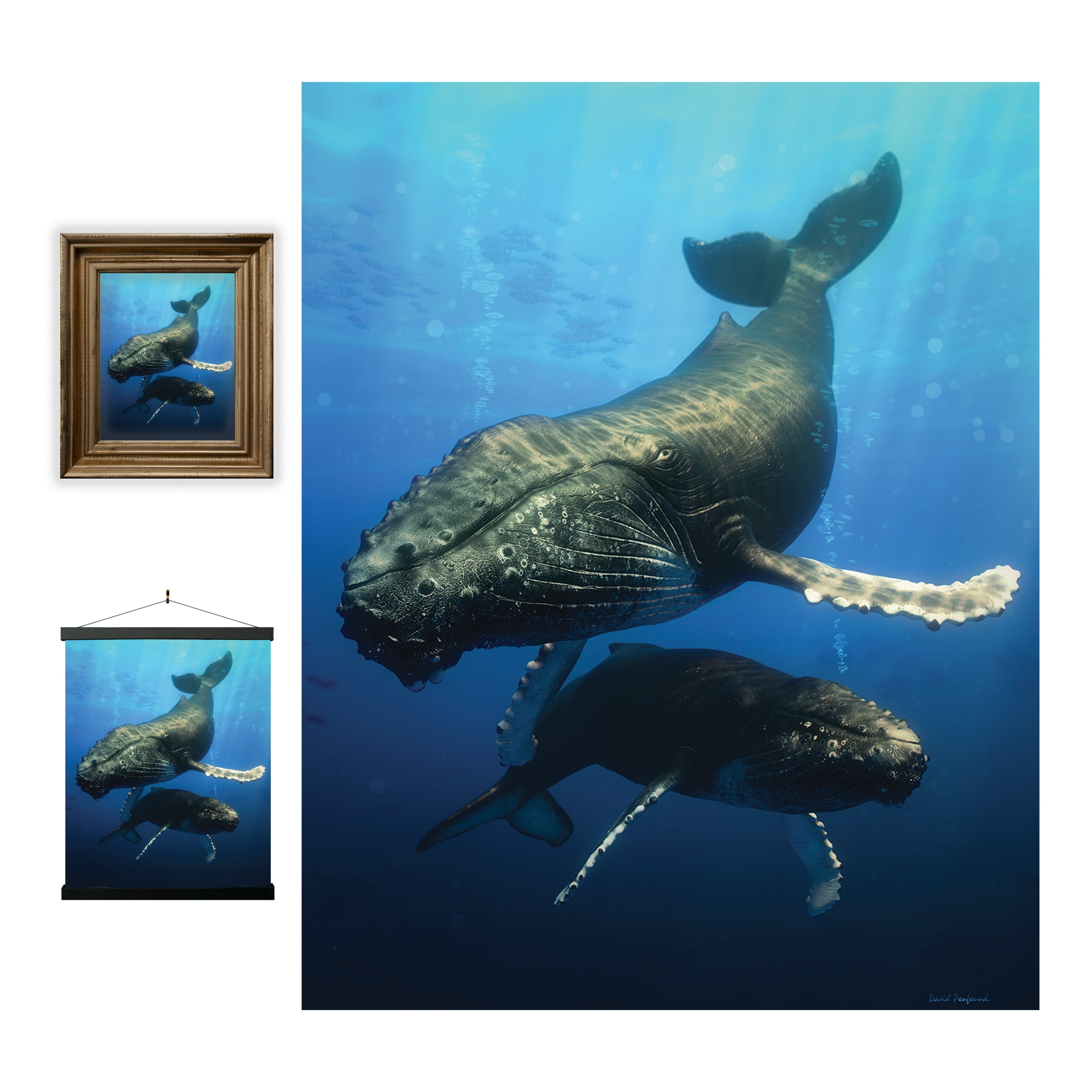 3D LiveLife Lenticular Wall Art Prints - Blue Whale from Deluxebase ...