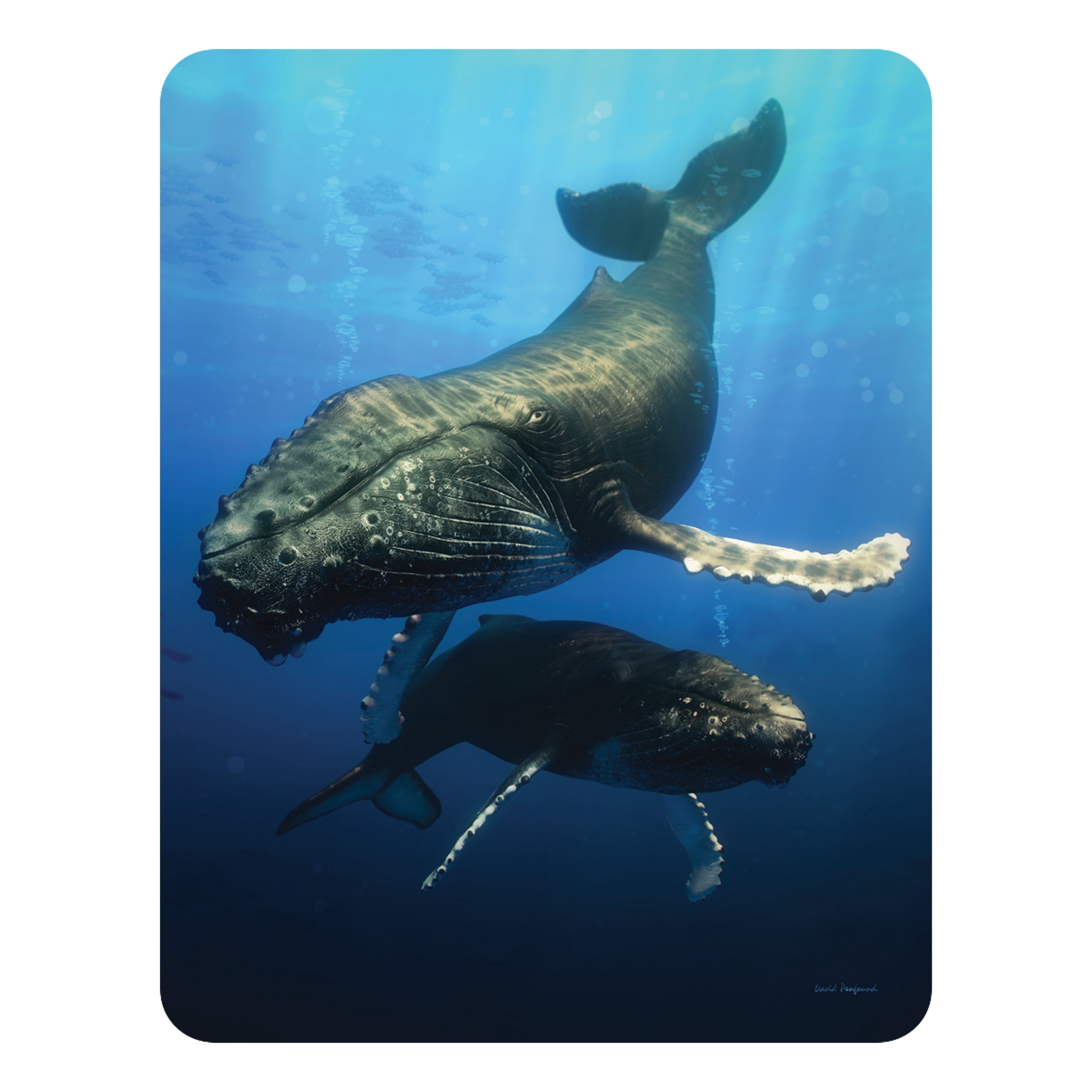 3D LiveLife Magnet – Blue Whale by Deluxebase. Lenticular Ocean Fridge ...
