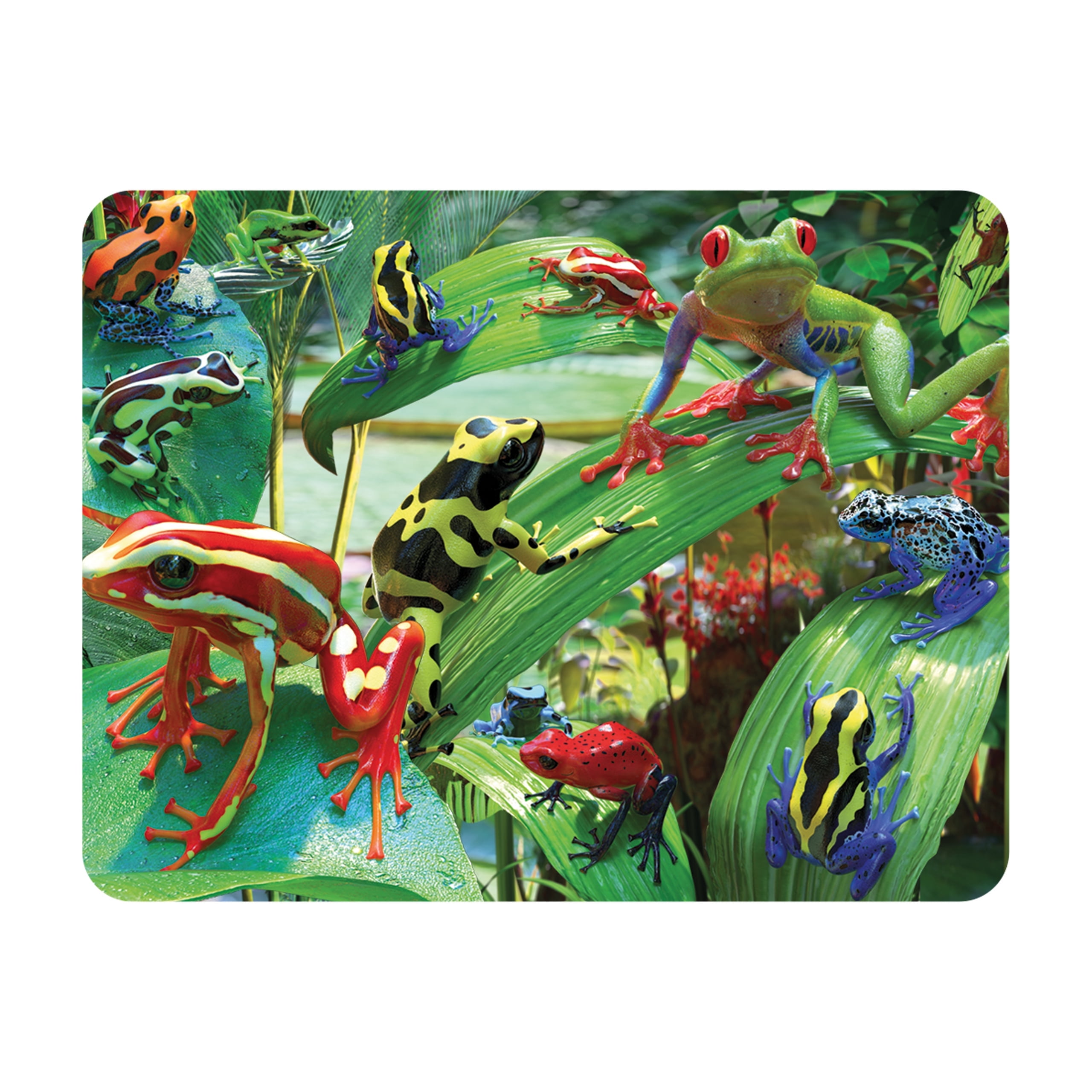 3D LiveLife Magnet - Funky Frogs Lenticular 3D Frog Fridge Magnet ...