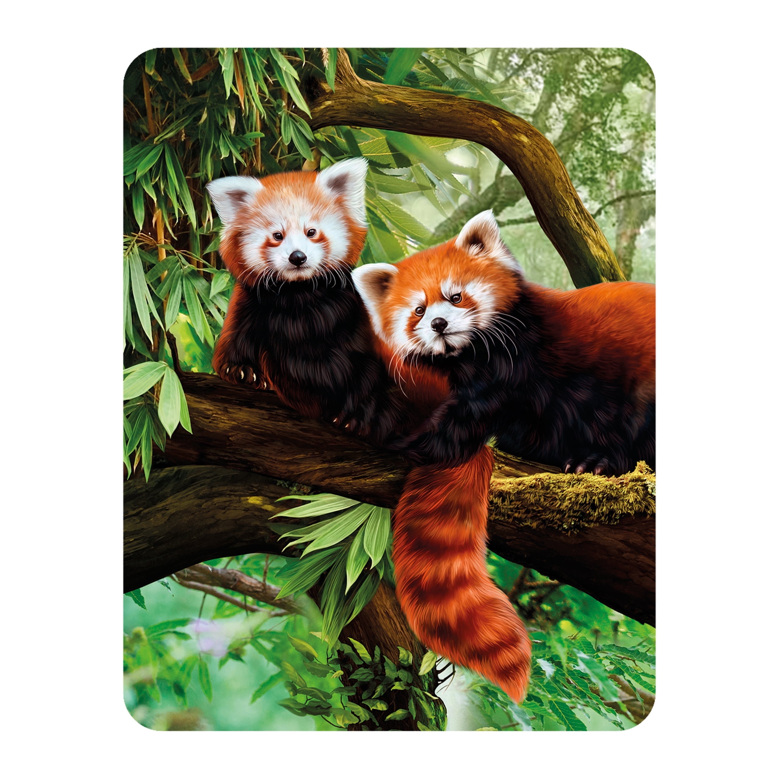 3D LiveLife Magnet - Red Pandas by Deluxebase Lenticular 3D Wild Animal ...