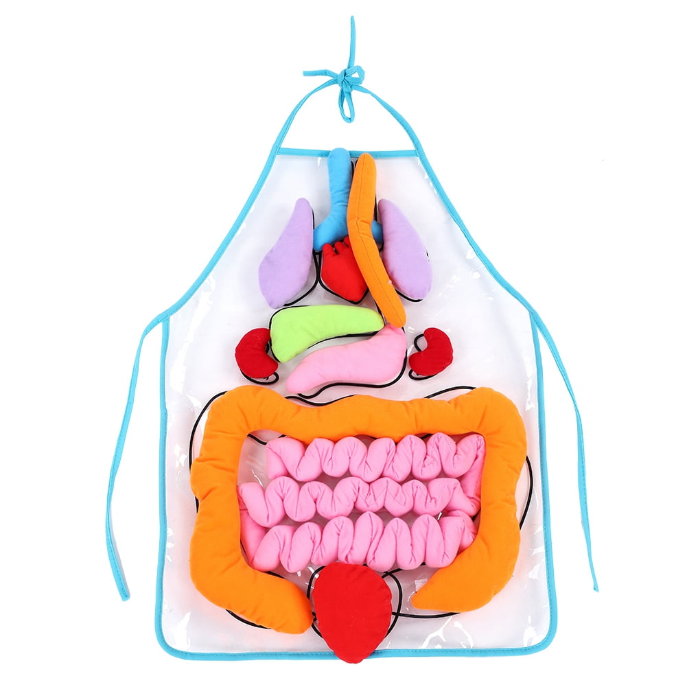 3D Organ Apron, Anatomy Apron Human Body Organs Awareness Educational ...