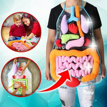 Blublu Park 3D Organ Apron, Anatomy Human Body Organs Awareness ...