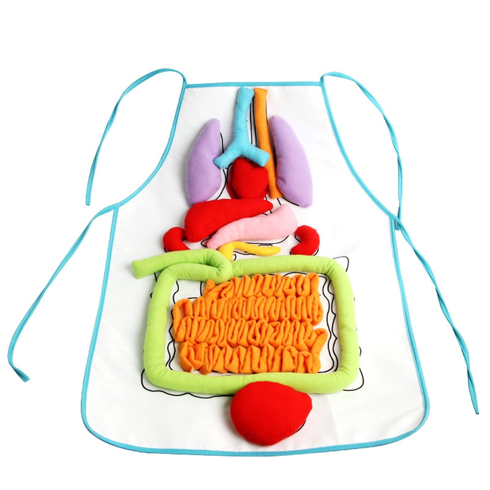 3D Organ Apron Anatomy Apron Human Body Organs Awareness Tool Toy ...