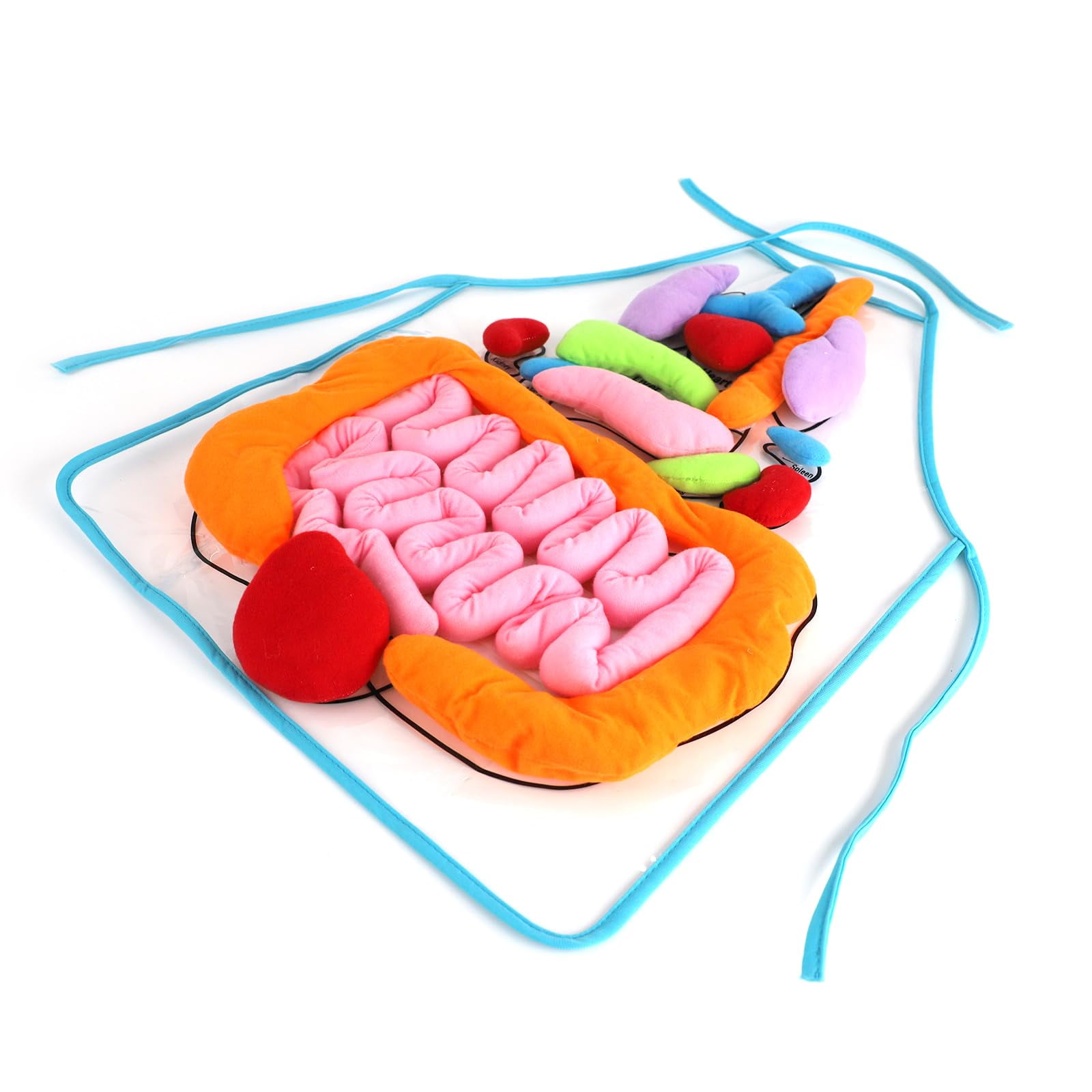 3D Organ Apron, Anatomy And Physiology Human Body Model For Kids ...