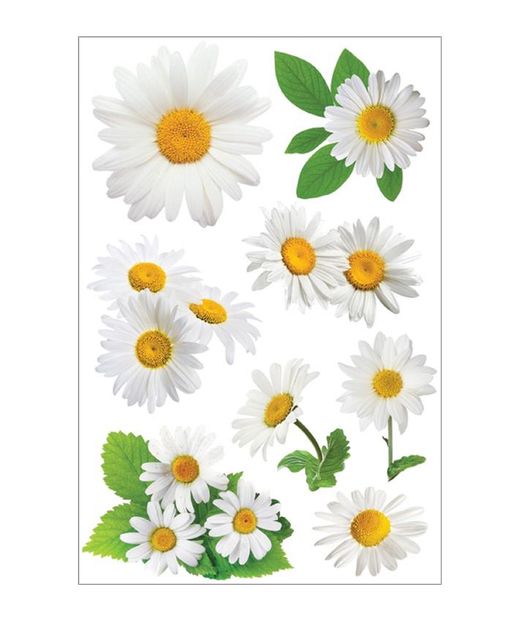 Ox Eye Daisy