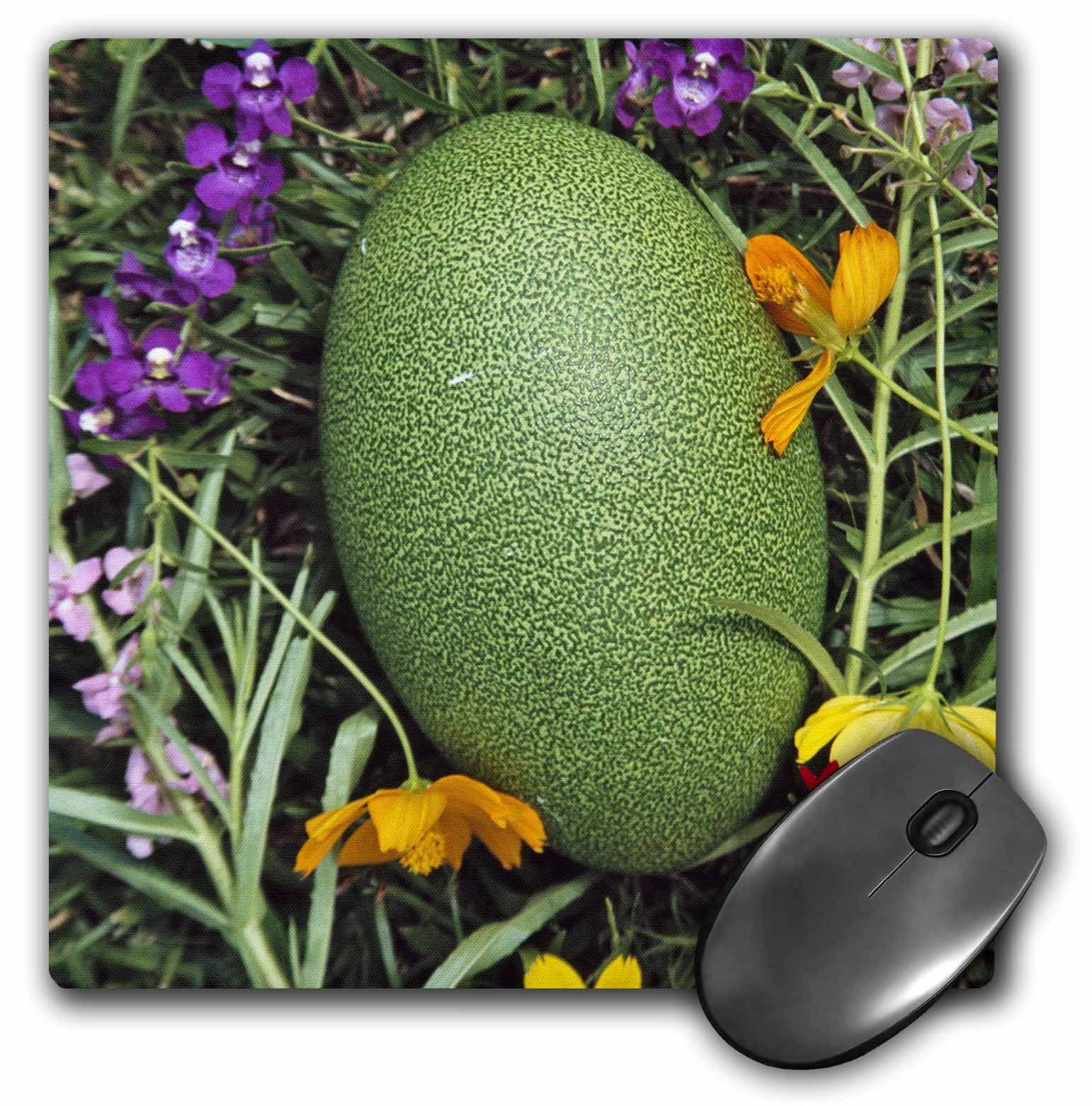 3D Rose "Egg of Cassowary Bird Papua New GuineaOc12 Ksu0106Keren Su ...