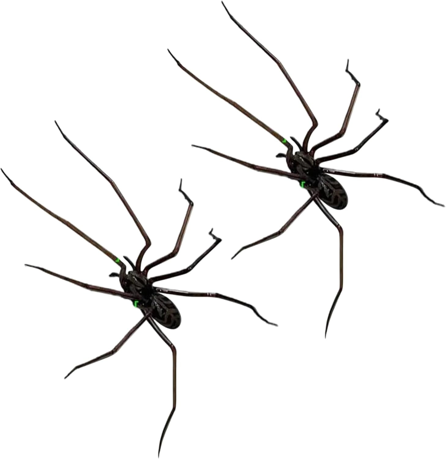 3D Spider Fridge Magnet,Magnetic Spiders Realistic,Cute Spiders Designs ...