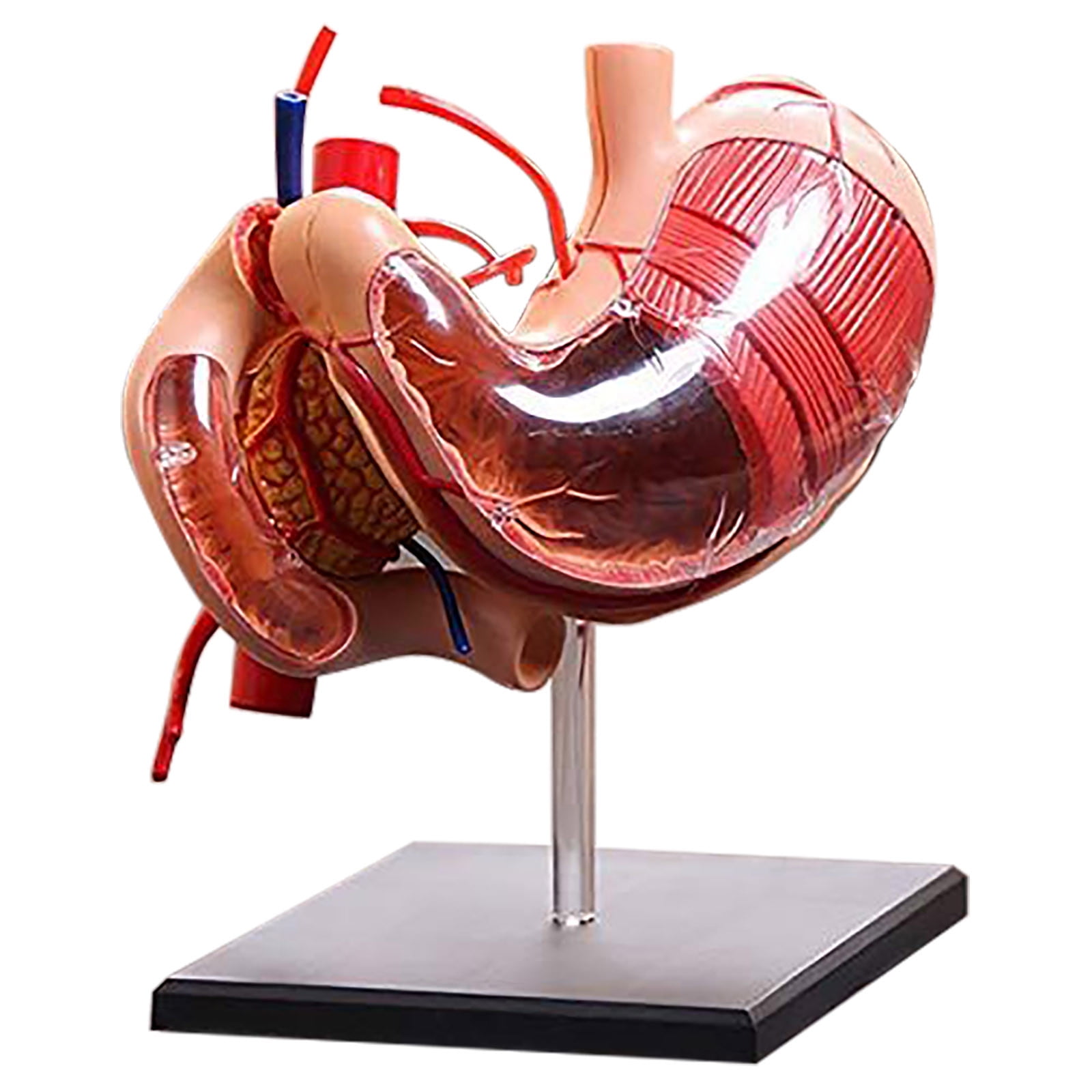 3D Stomach Anatomical Model for Kids, Human Body Organ Learning Tool, Detailed Digestive System ...