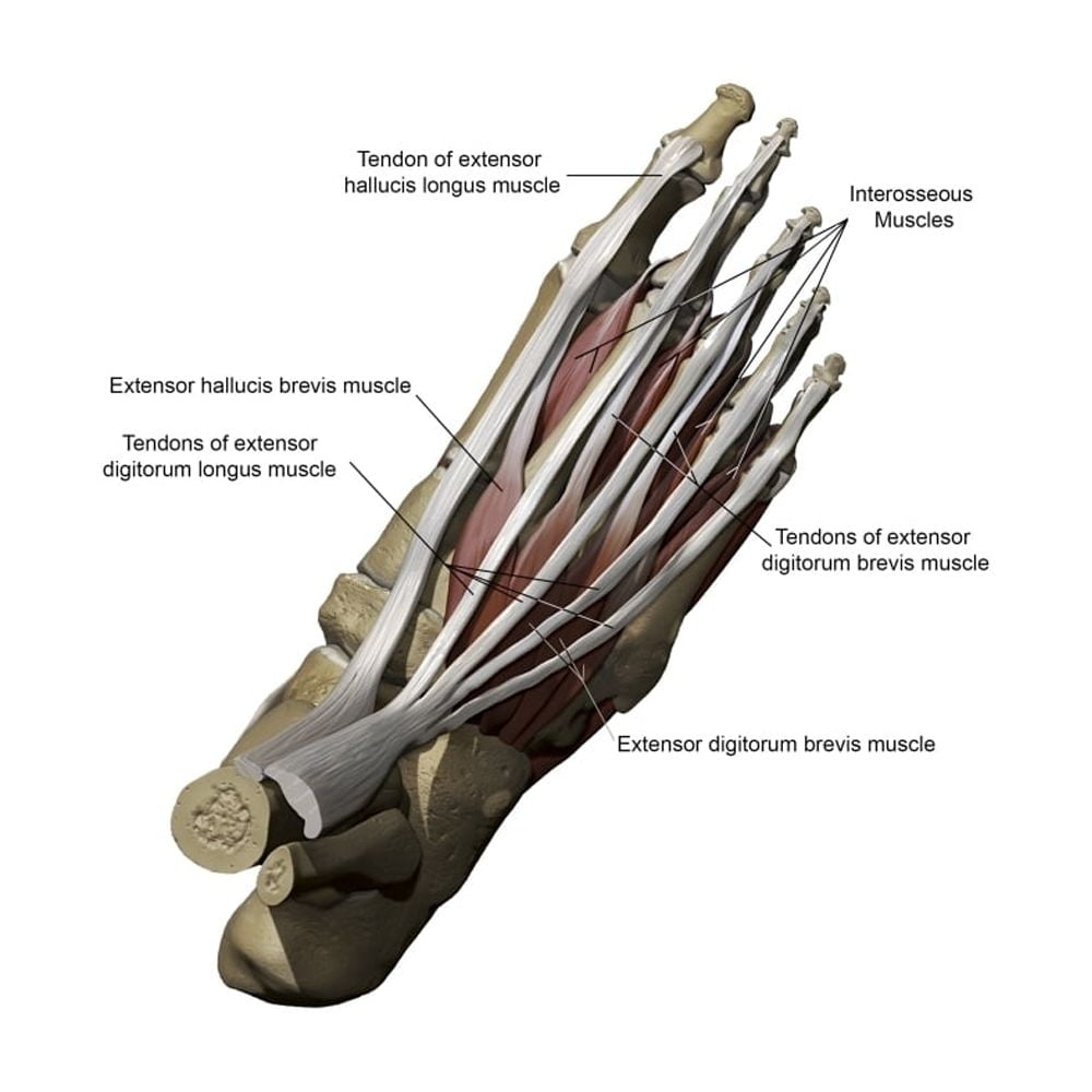 3D model of the foot depicting the dorsal superficial muscles and bone ...