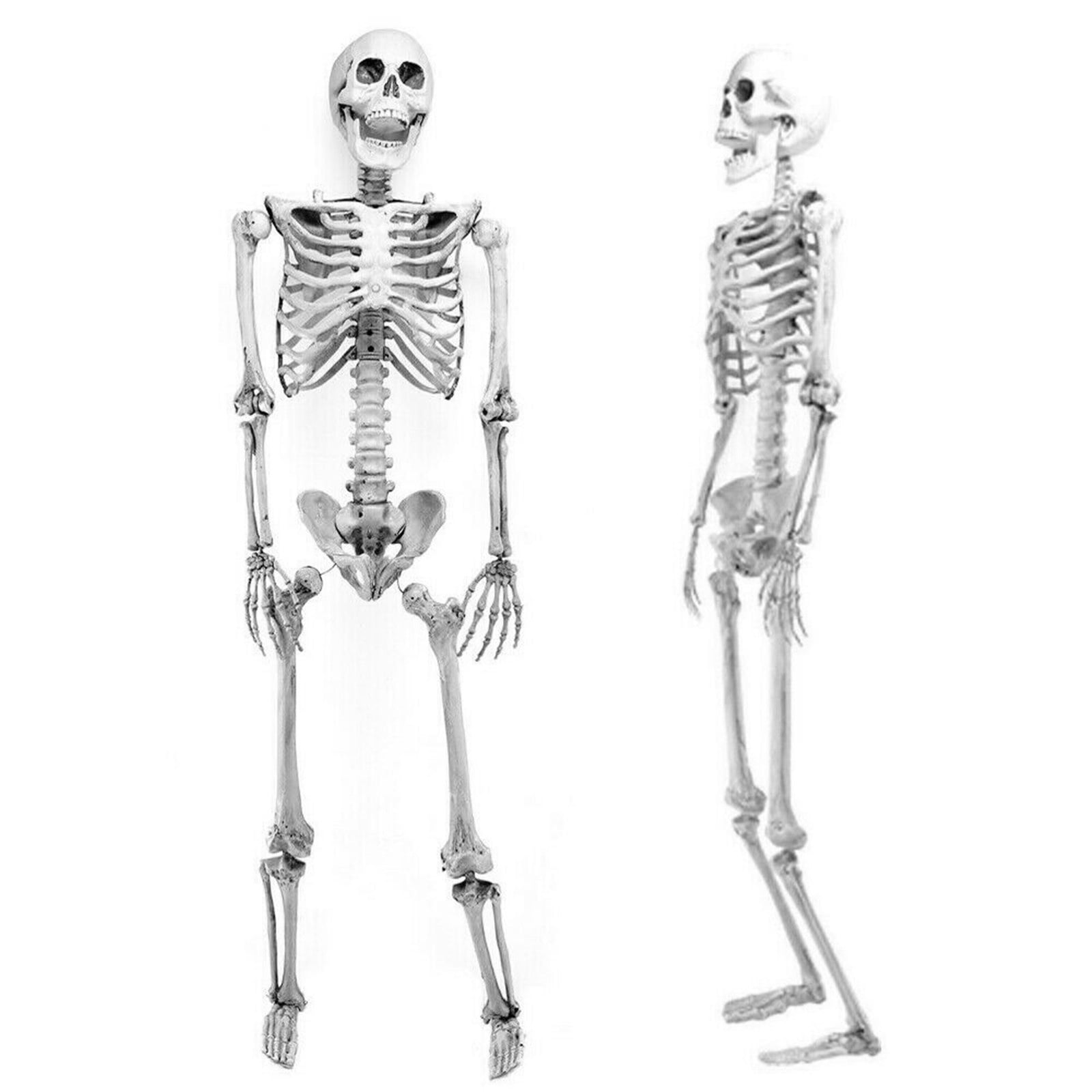 3FT Poseable Skeleton Life Size Plastic Human Bones Props Halloween ...