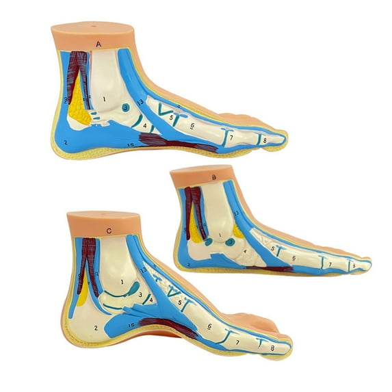 3PCS Anatomical Foot Structure Models Life Size Foot Anatomy Models For ...