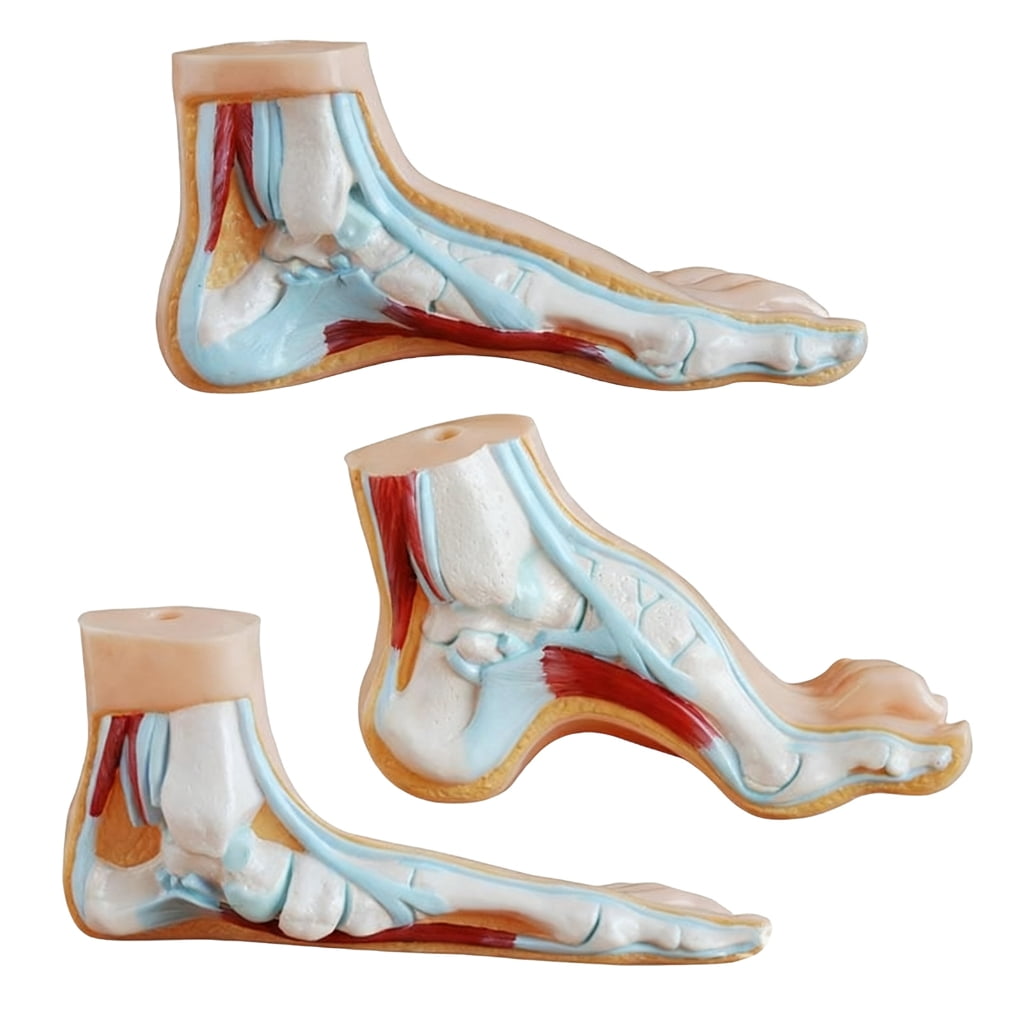 3PCS Life Size Human Foot Structure Anatomy Models Anatomical PVC Foot ...