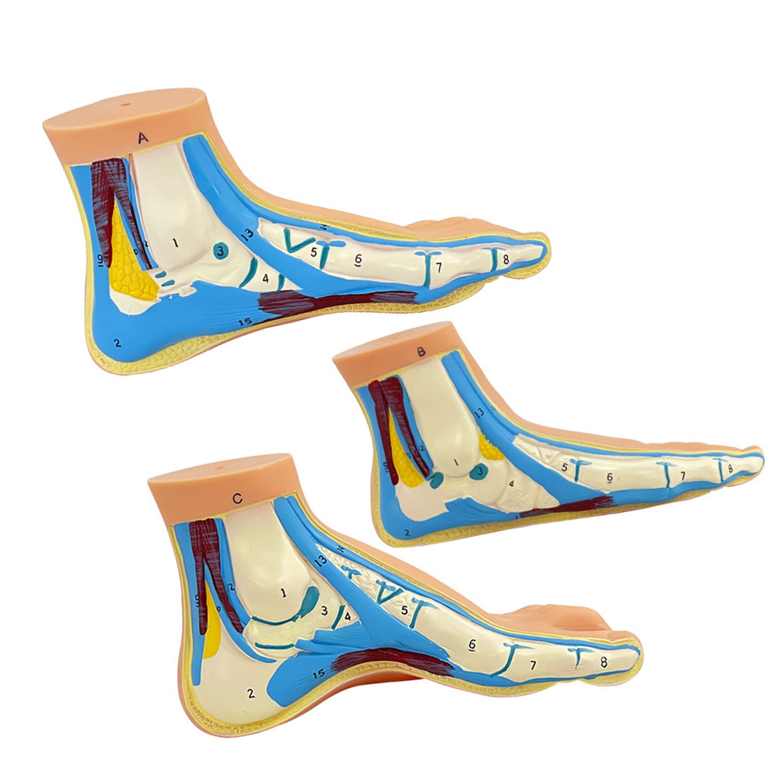 3PCS Professional Foot Structure Demonstrators Tool Life Size Foot ...