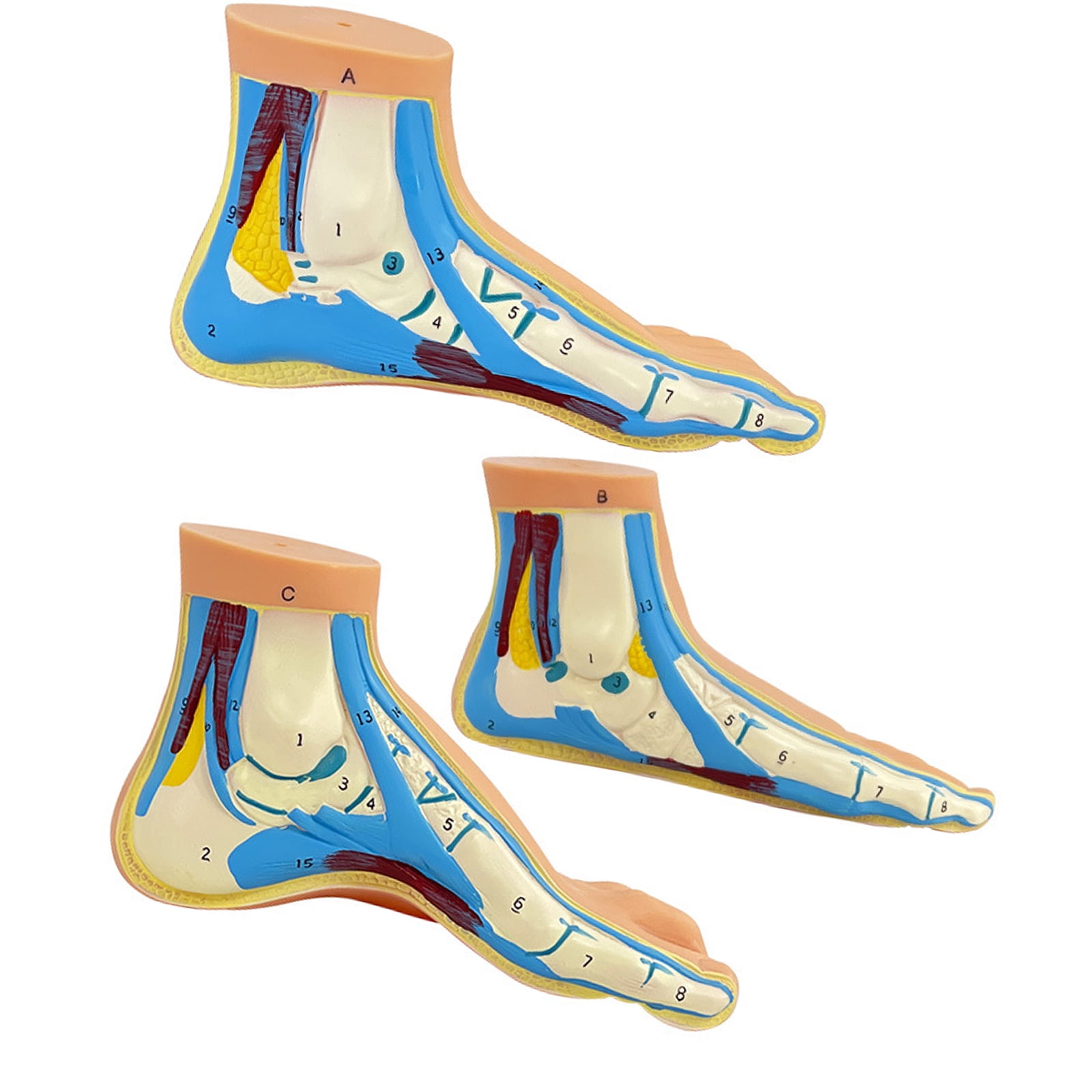 3PCs Human Foot Anatomy Tools Educational Foot Structure Demonstration ...