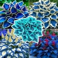 3Pack Mixed Hostas for Planting-Garden Stakes-Home Decoration-Beautiful ...