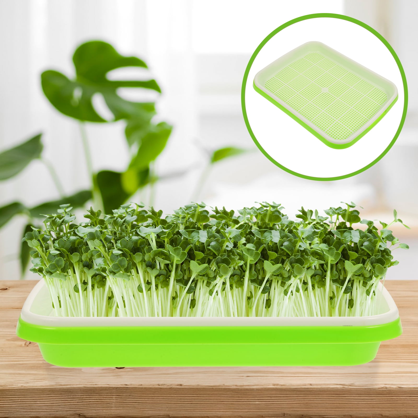 3Pcs Sprouting Basin Soilless Culture Hydroponic Germinating Basin ...