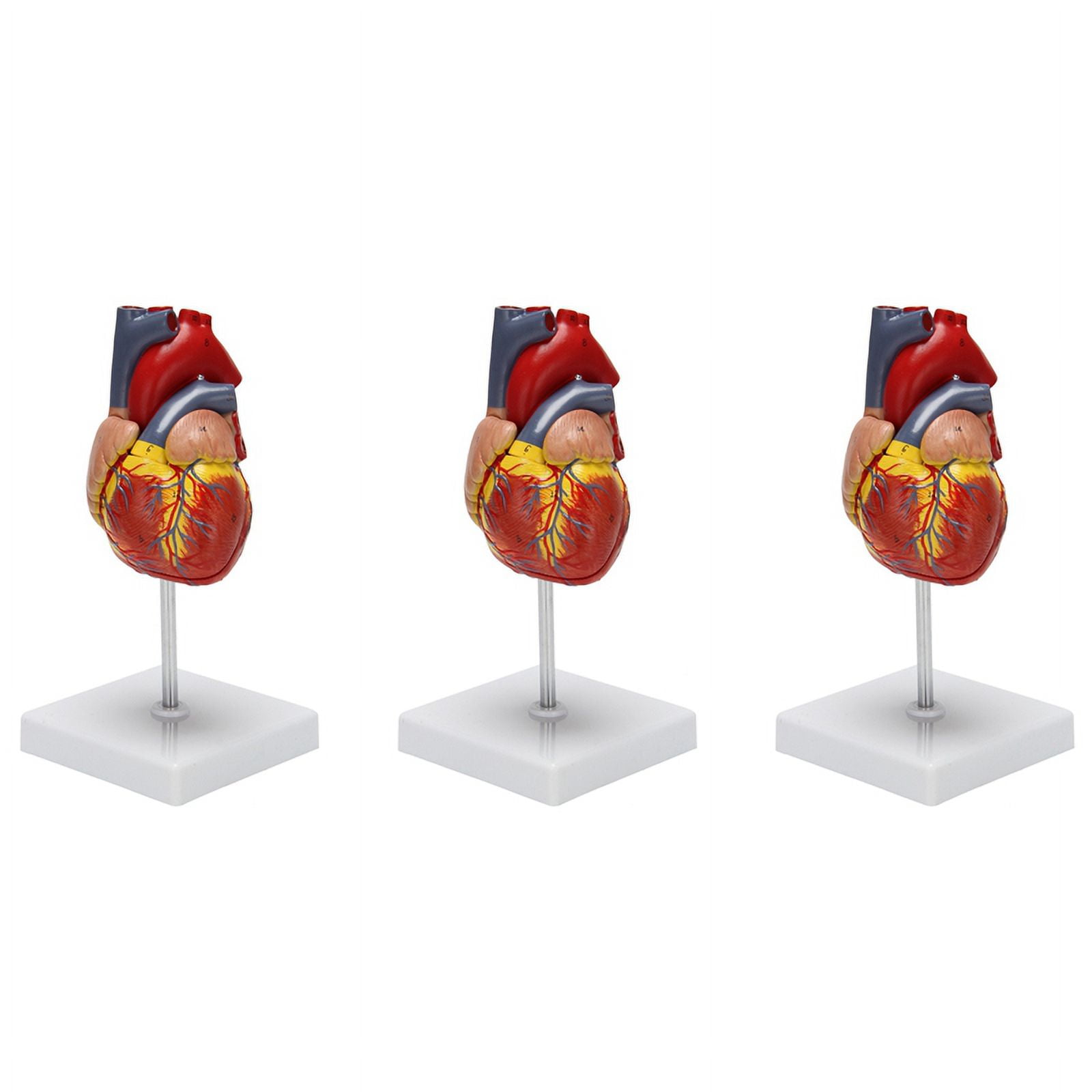 3X 1: 1 Human Heart Model, Anatomically Accurate Heart Model Life Size ...