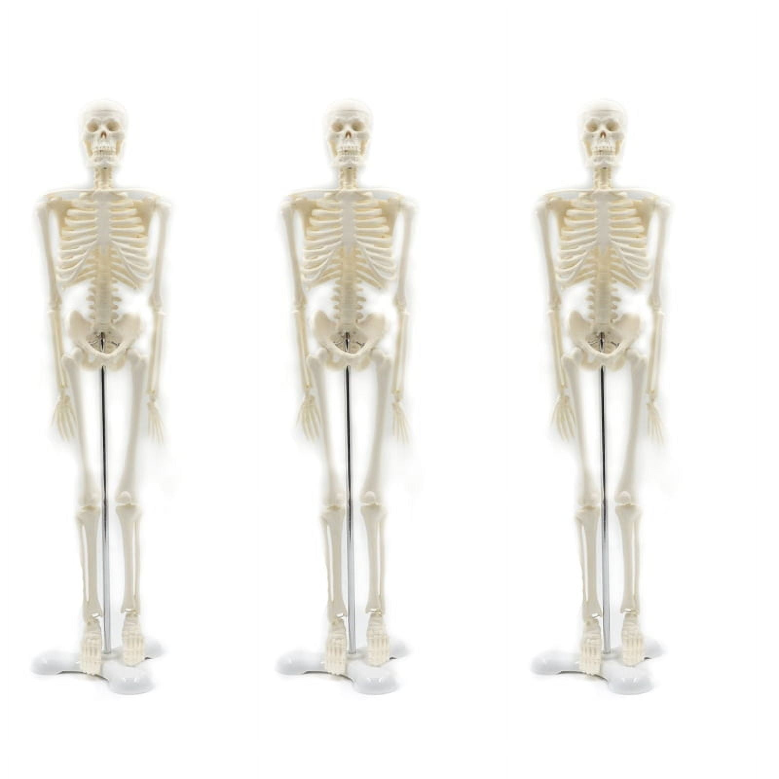 3X 45CM Human Anatomical Anatomy Skeleton Model Poster Learn Aid ...
