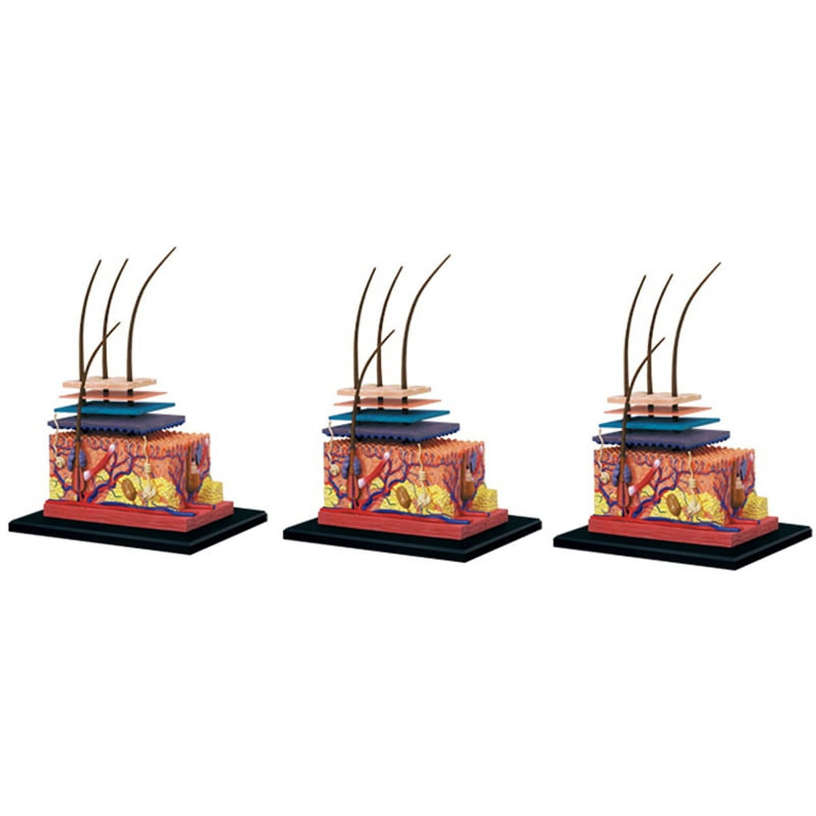 3X 4D Human Skin Model Hair Organs Assembling Puzzle Model Teaching ...