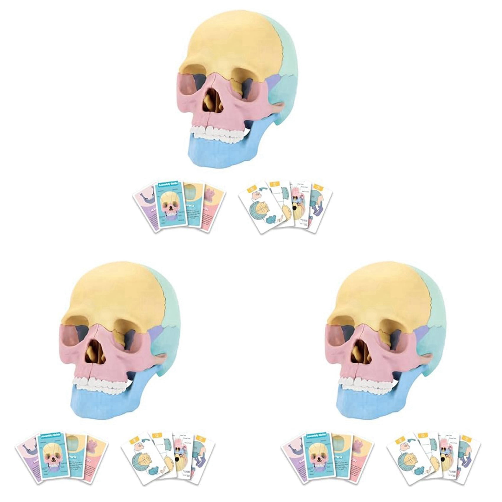 3X Anatomy Skull Model, Human Anatomy Skull Puzzle, Detachable Mini ...