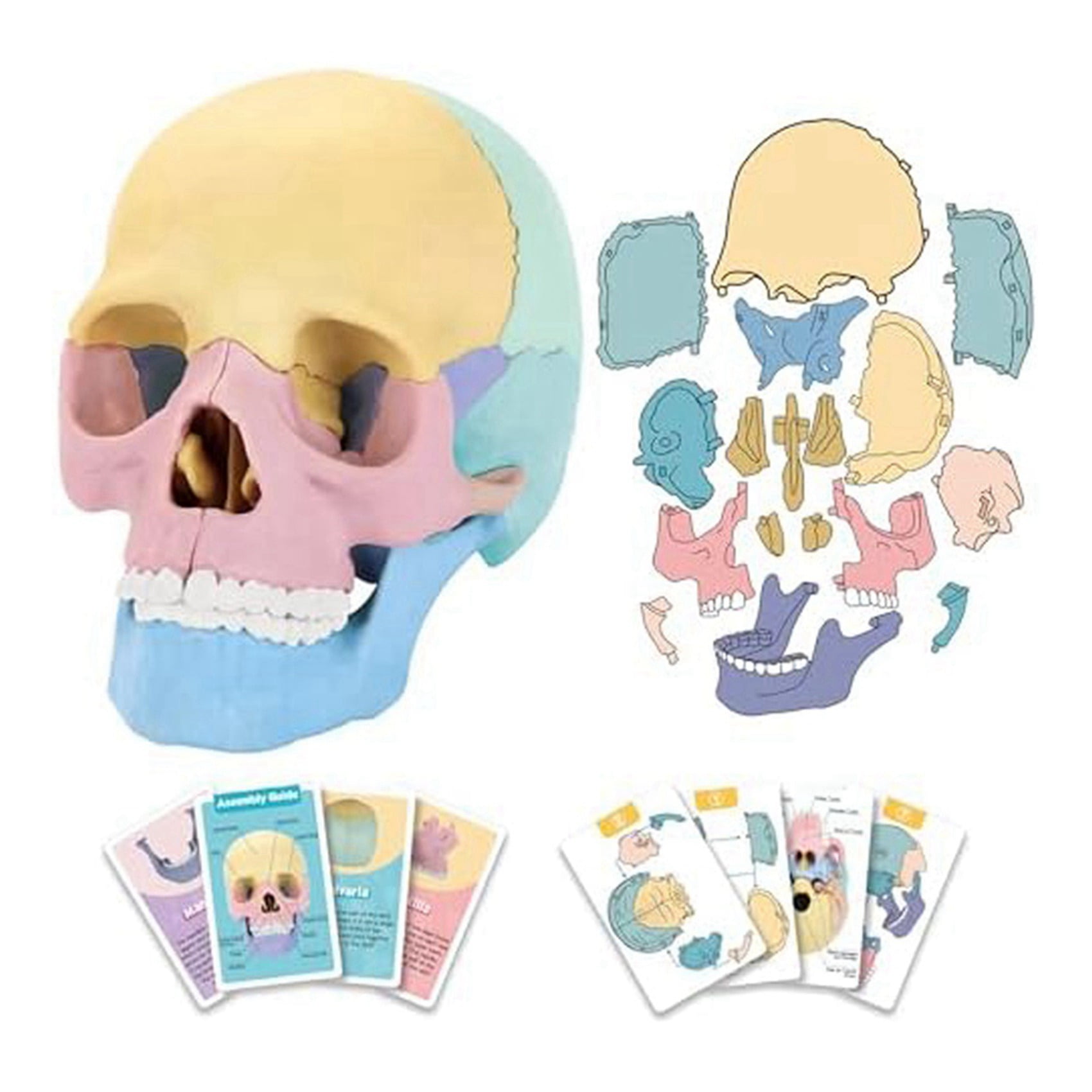 3X Anatomy Skull Model, Human Anatomy Skull Puzzle, Detachable Mini ...