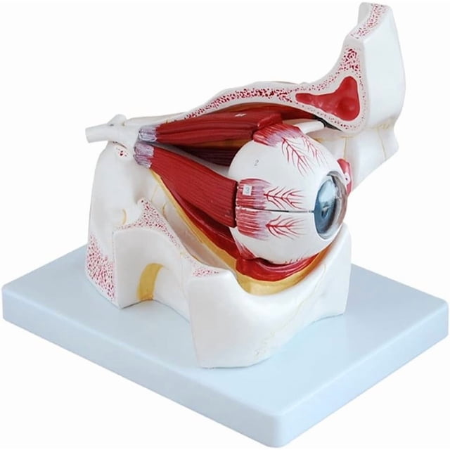3X Enlarged Eye Anatomy Model, Human Eyeball and Eyelid Skeleton Model ...
