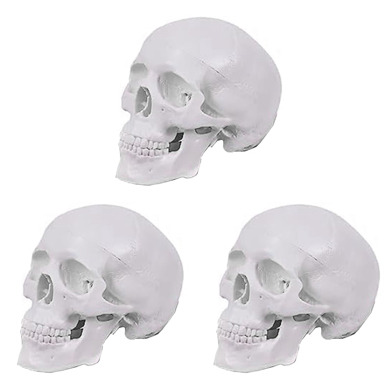3X Mini Human Skull Model, 3 Parts Anatomical Skull Model with ...