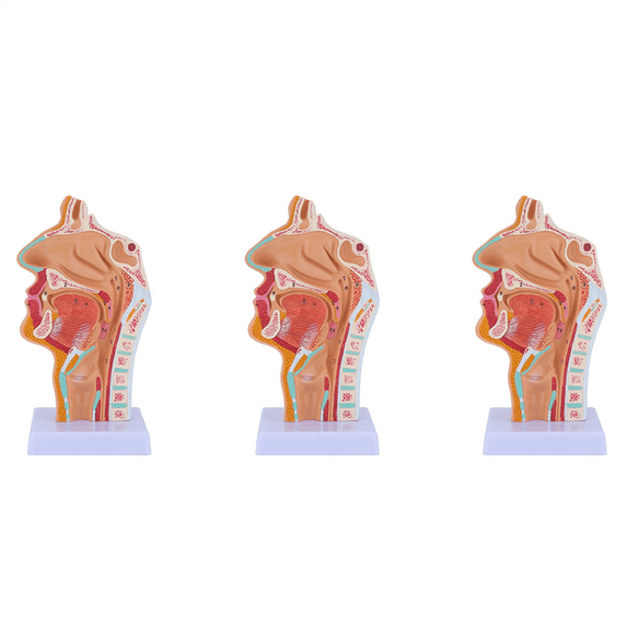 3X Nasal Cavity Throat Anatomy Model Human Anatomical Pharynx Larynx ...
