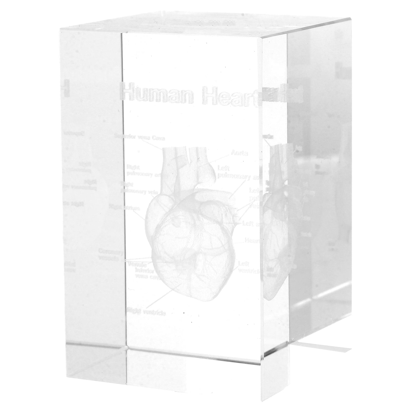 3d Crystal Human Heart Anatomy Model Glass Human Anatomical Paperweight ...