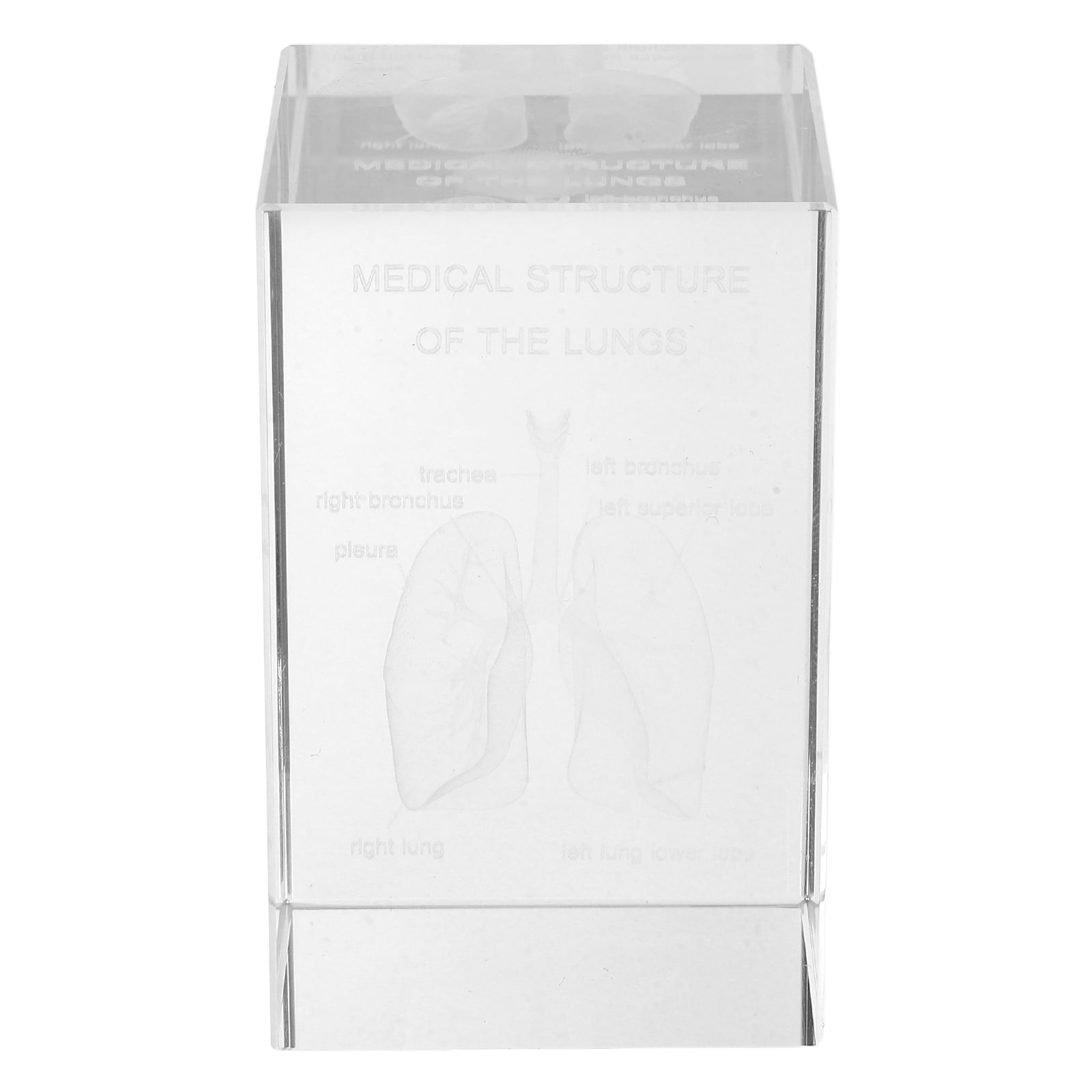 3d Crystal Human Lung Anatomy Model Glass Human Anatomical Paperweight ...