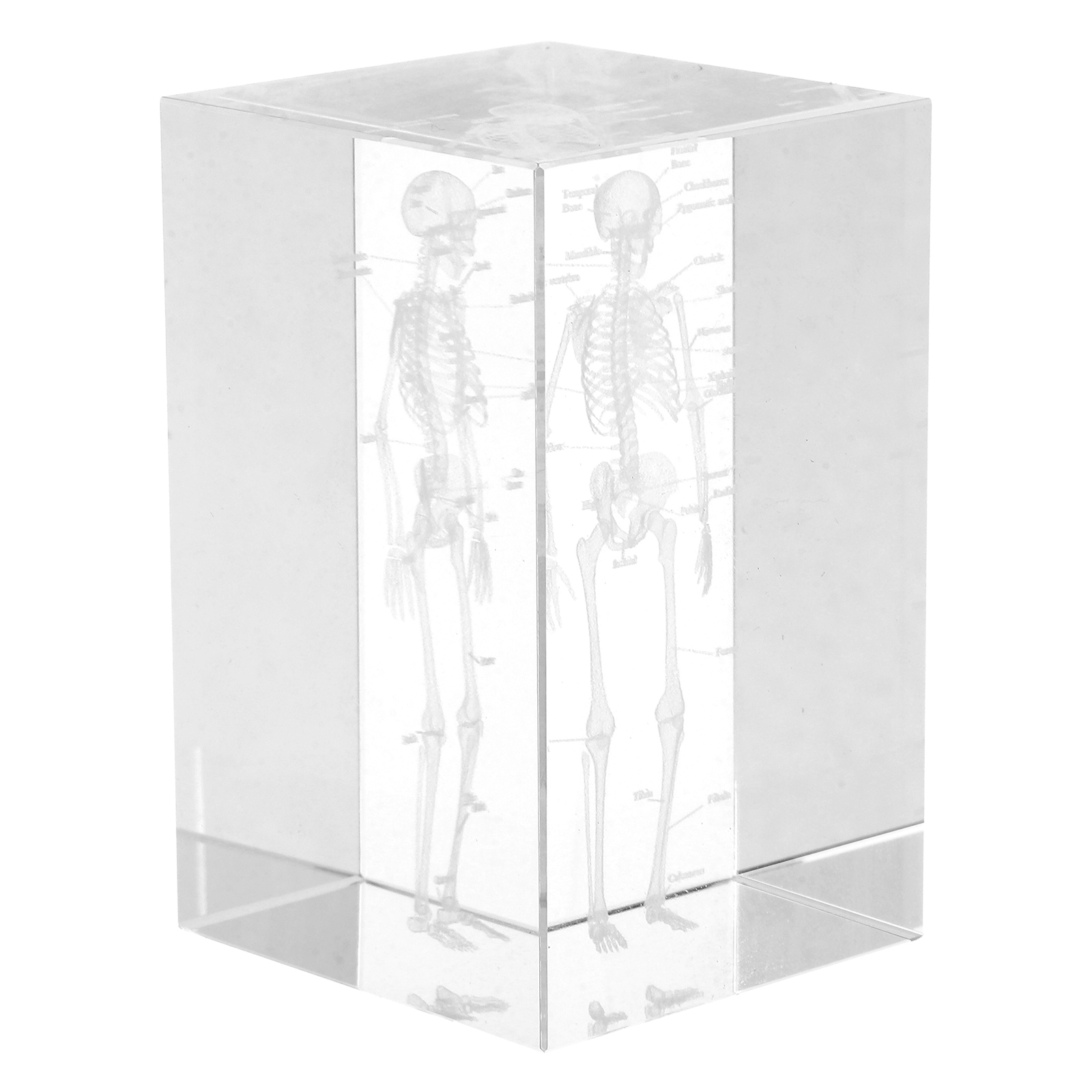 3d Crystal Human Skeleton Anatomy Model Glass Human Anatomy Paperweight ...