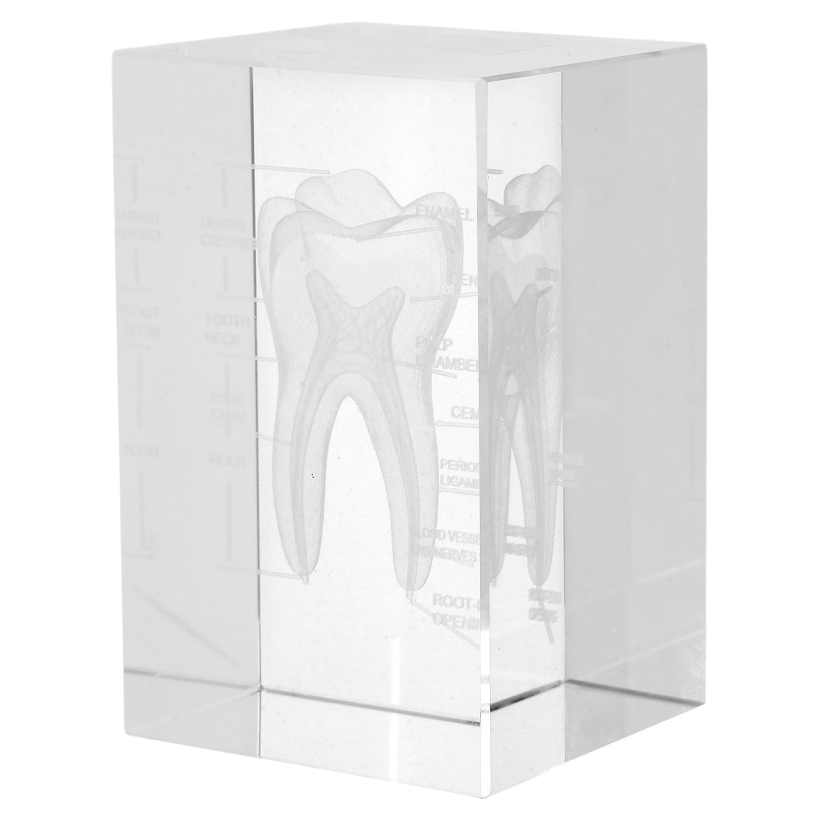 3d Crystal Human Tooth Anatomy Model Glass Human Anatomy Paperweight ...